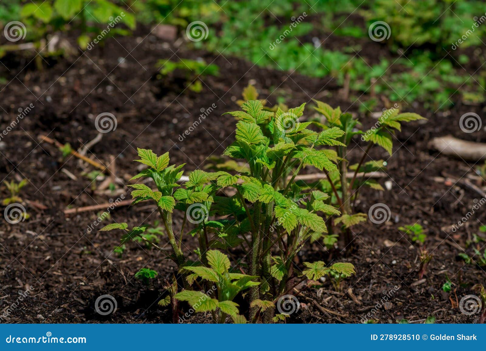 Landing a Young Raspberry Plant in Garden Stock Photo - Image of health ...