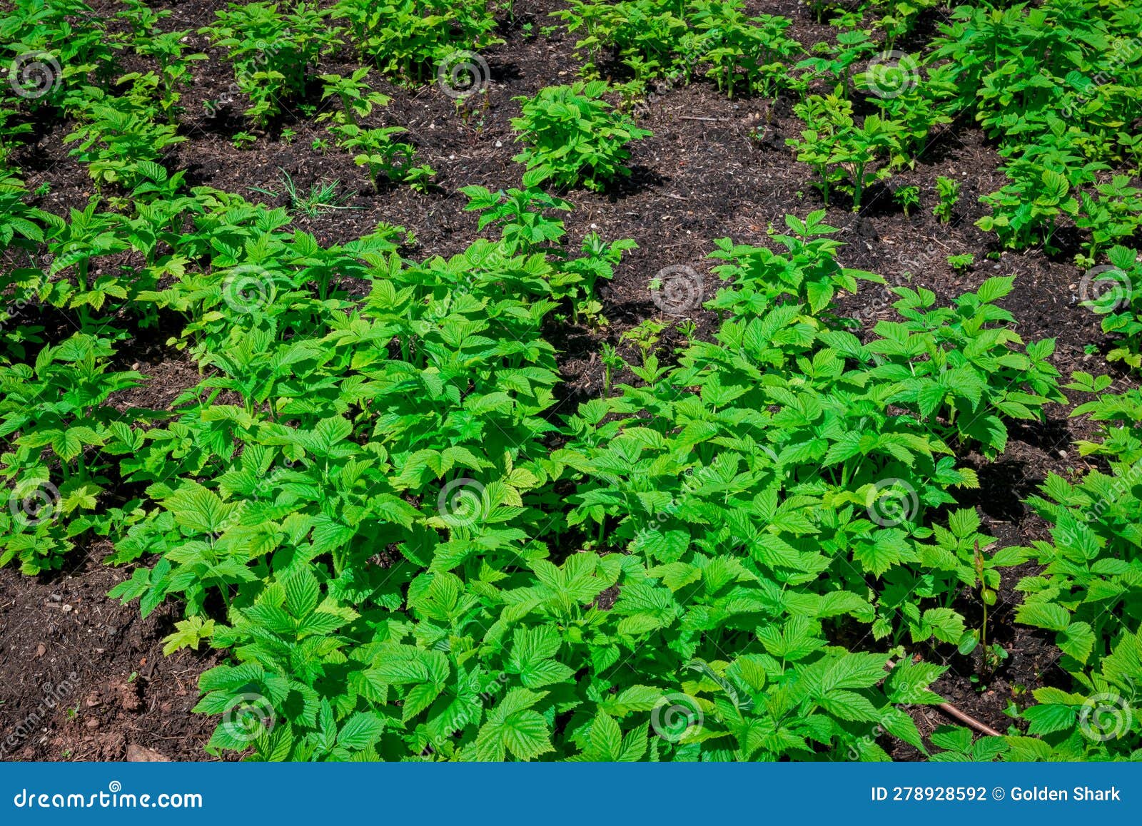 Landing a Young Raspberry Plant in Garden Stock Photo - Image of ...
