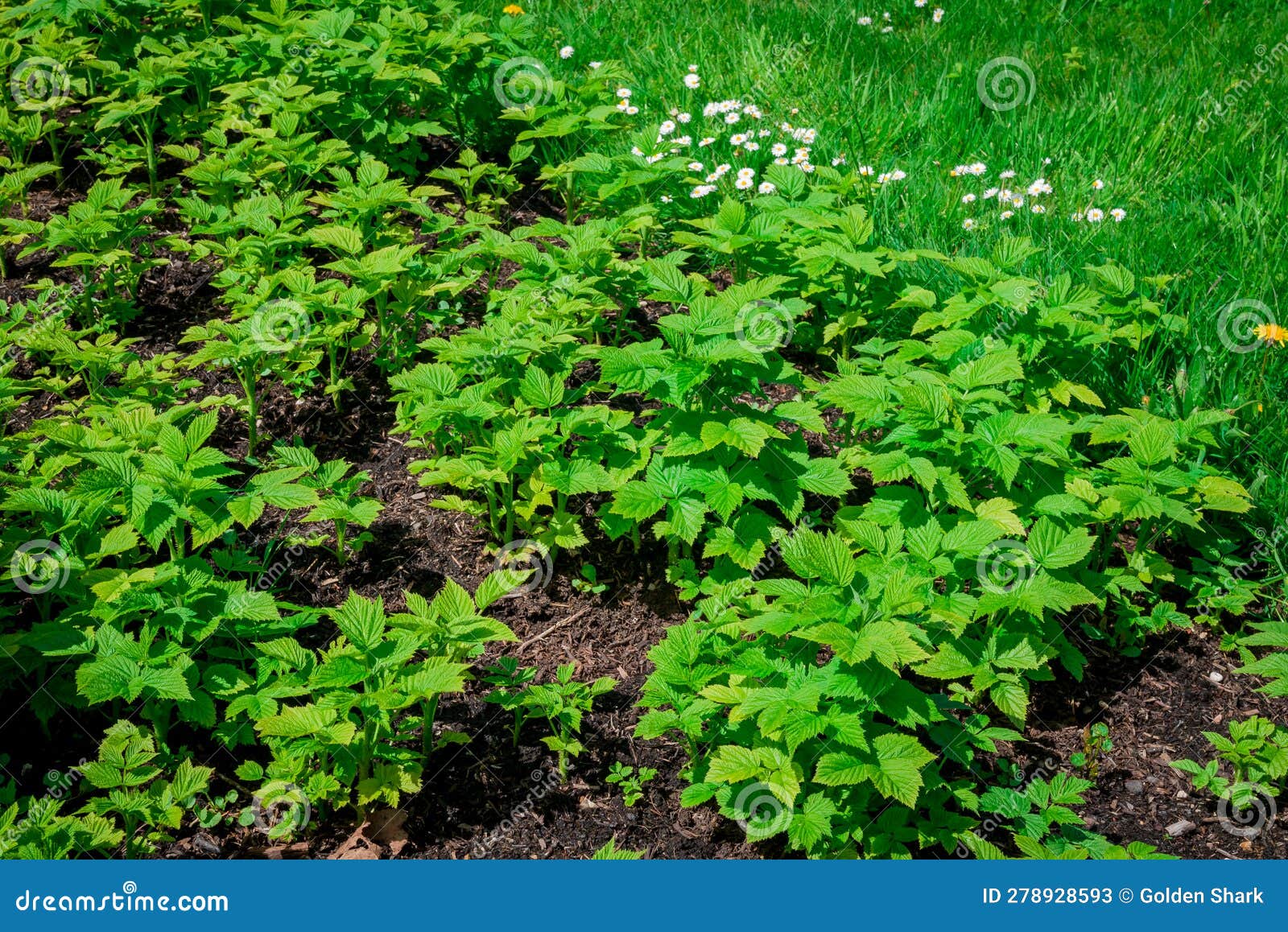 Landing a Young Raspberry Plant in Garden Stock Image - Image of fruits ...