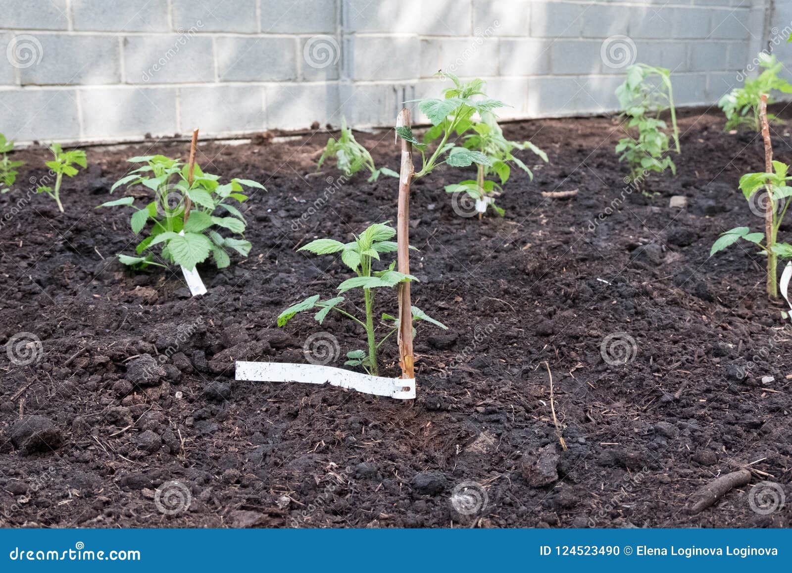 Landing a Young Raspberry Plant in Garden Stock Photo - Image of floral ...