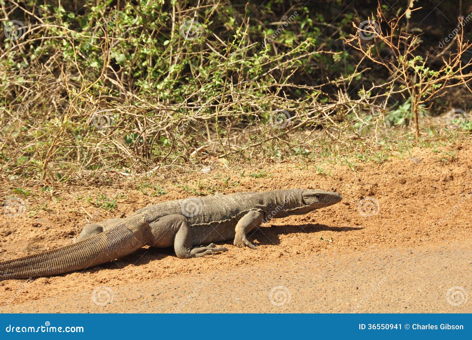 Landmonitor (Varanus-bengalensis) Stock Afbeelding - Image of reptiel ...