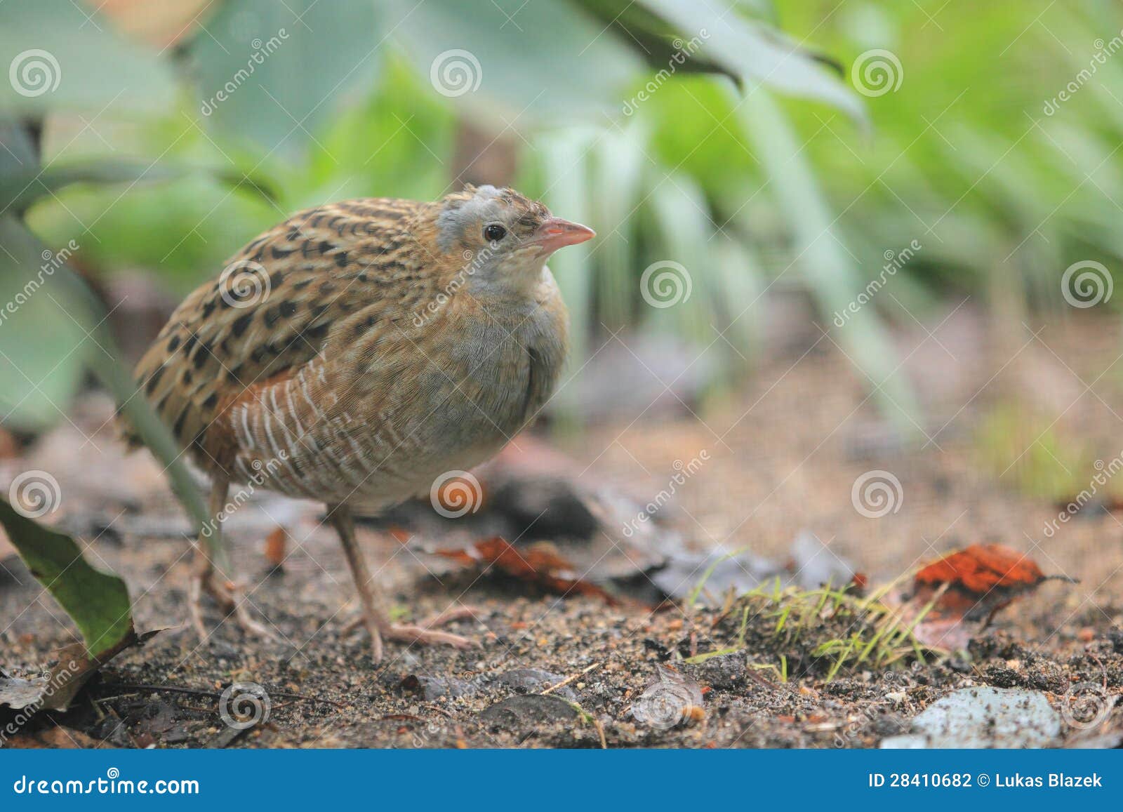 Landrail stock photo. Image of crex, nature, bird, strolling - 28410682