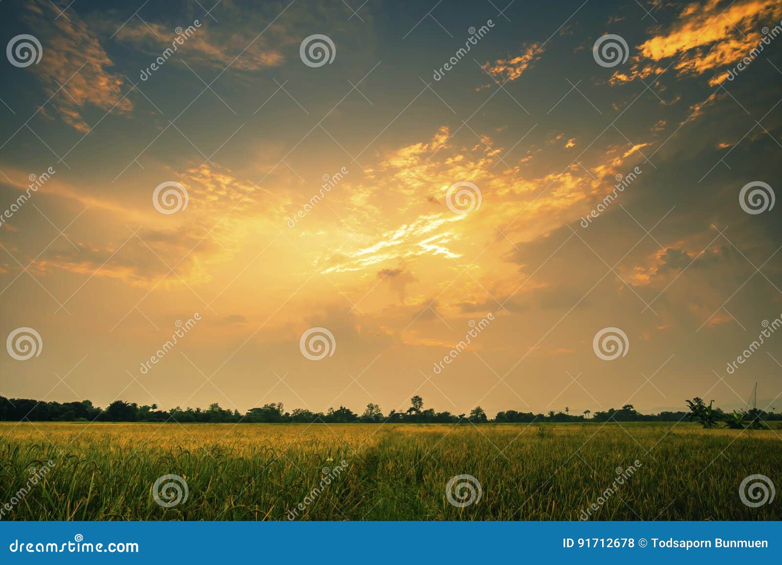 Landscap of Rice Field and Sun Set Stock Photo - Image of tree ...