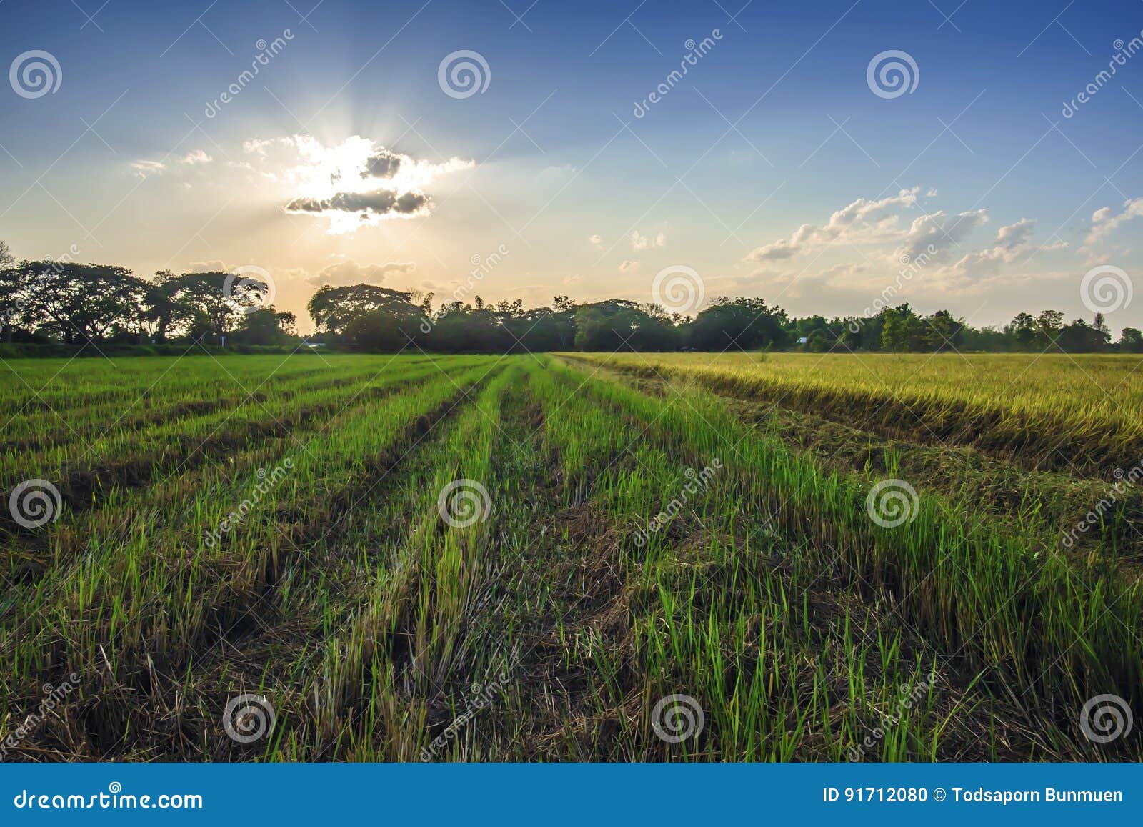 Landscap of Rice Stubble after Harvest Stock Photo - Image of land ...
