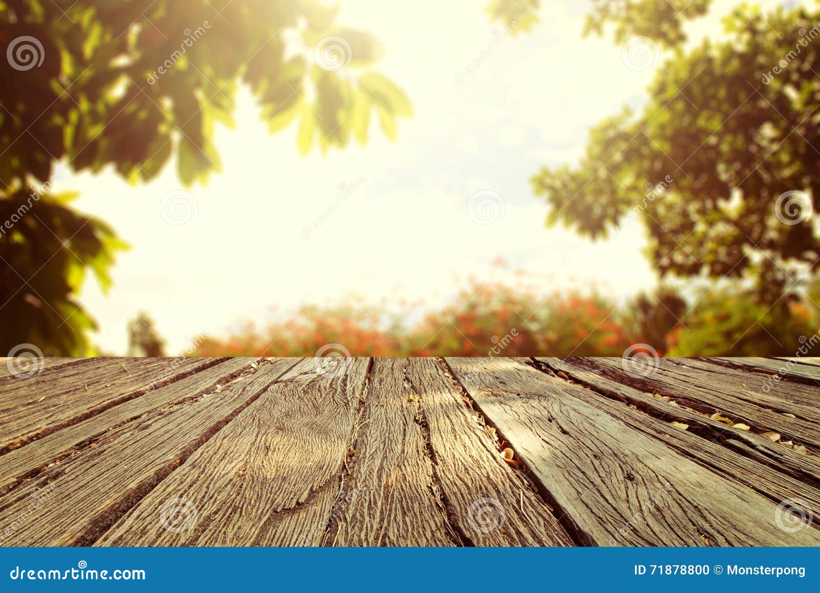 The Landscap Vintage Style in Park Stock Photo - Image of nature ...