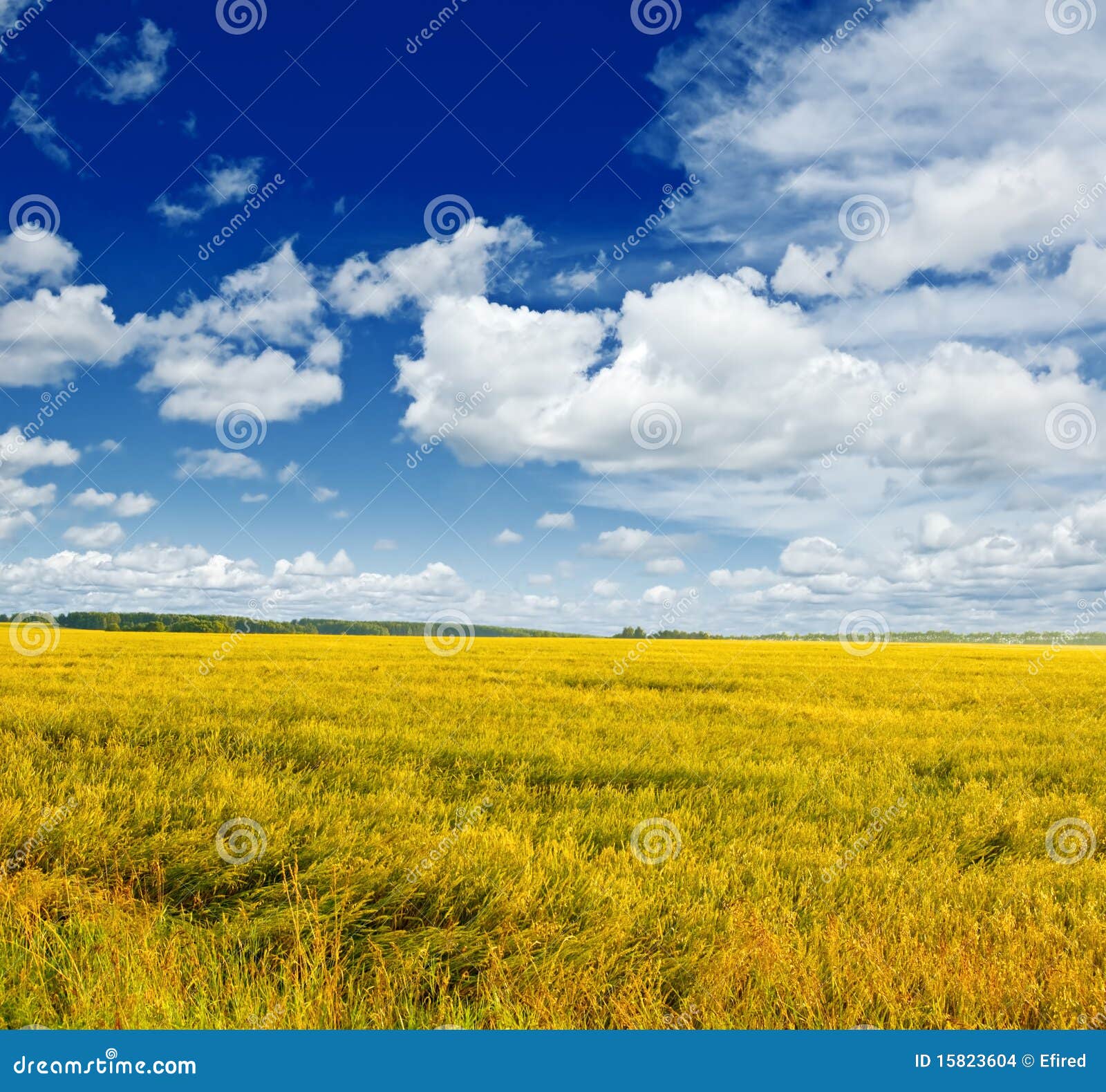 Landscape stock photo. Image of landscaped, field, outdoors - 15823604