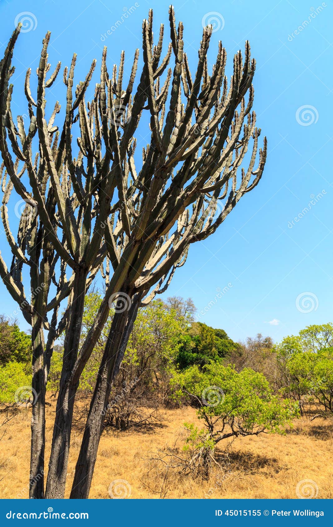 Landscape of Africa with Cactus Tree Stock Image - Image of african ...