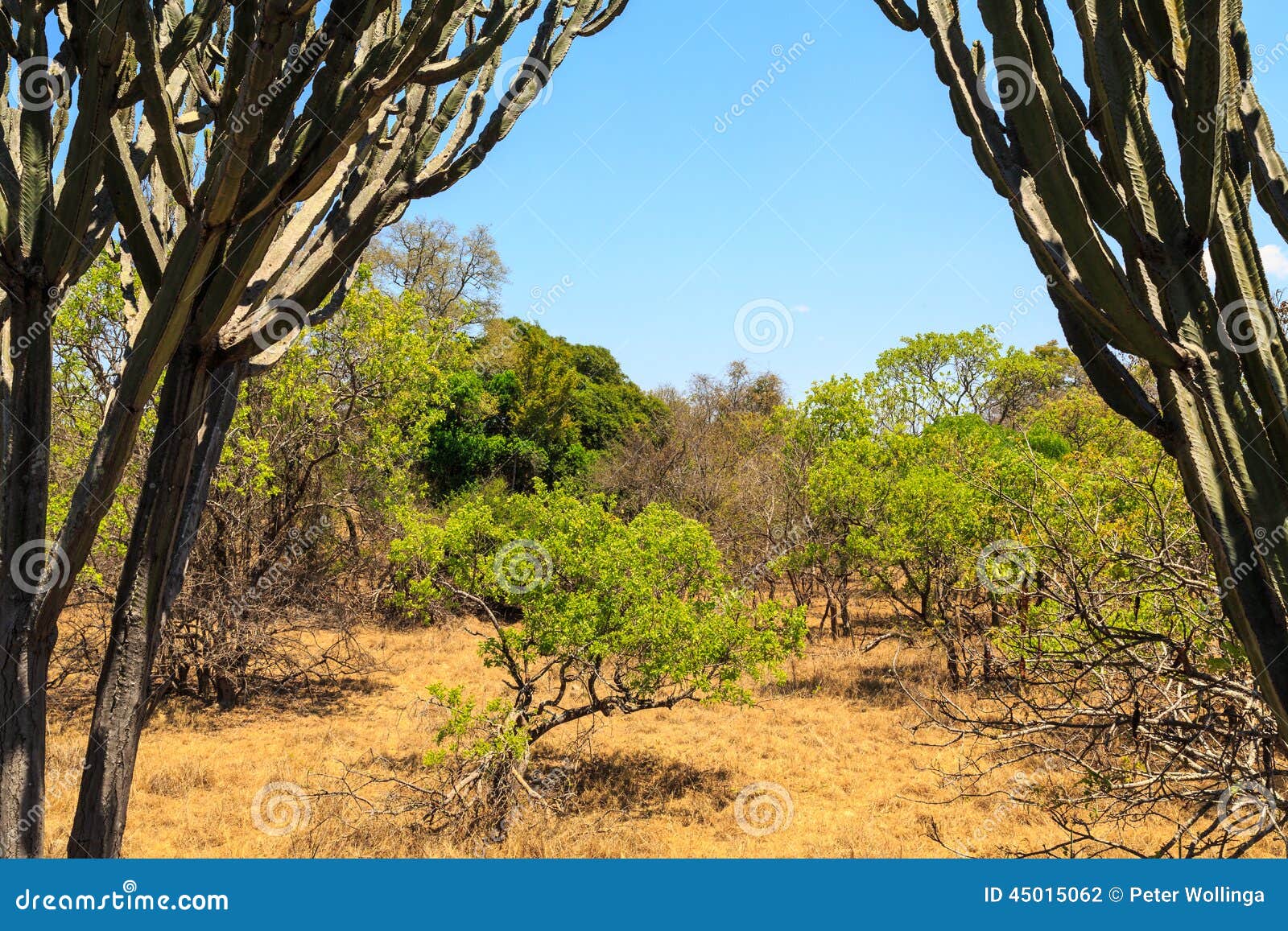 Landscape of African Bush in Summer Stock Photo - Image of forest ...