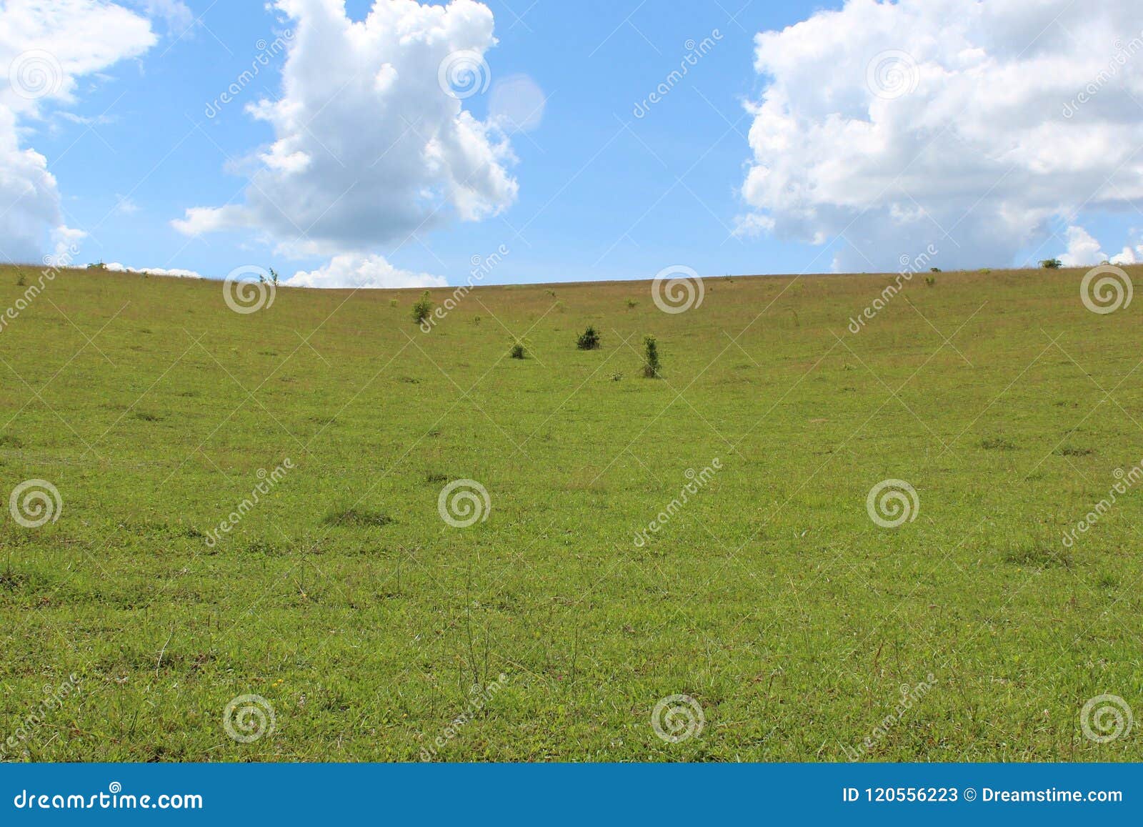 Landscape of Agricultural Field with Bushes Stock Image - Image of bush ...