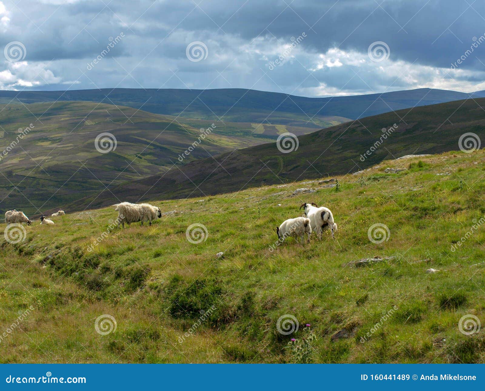 Angry Sheep Stock Photography | CartoonDealer.com #33856286