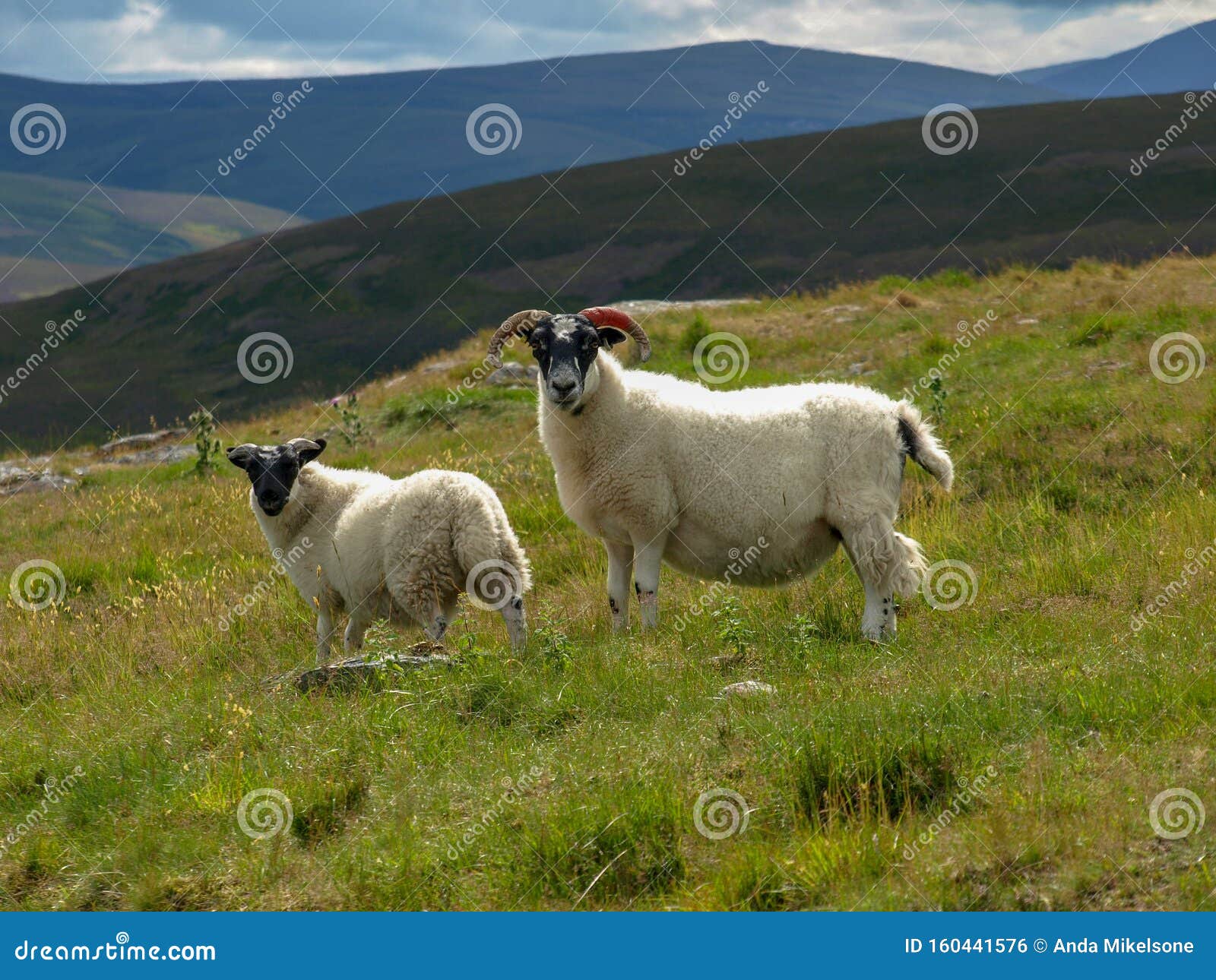 Angry Sheep Stock Photography | CartoonDealer.com #33856286