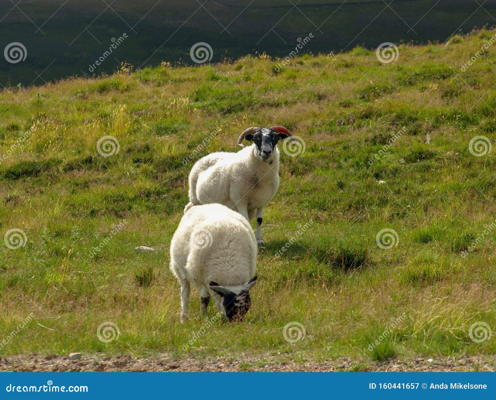 Landscape with Angry Rams and Sheep Stock Image - Image of mountain ...