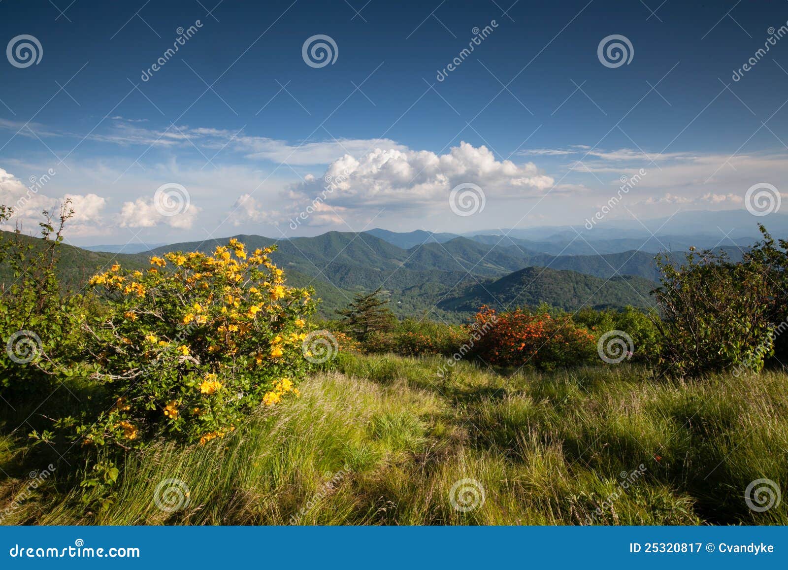 Landscape Appalachian Trail Blue Ridge Azalea Stock Image - Image of ...