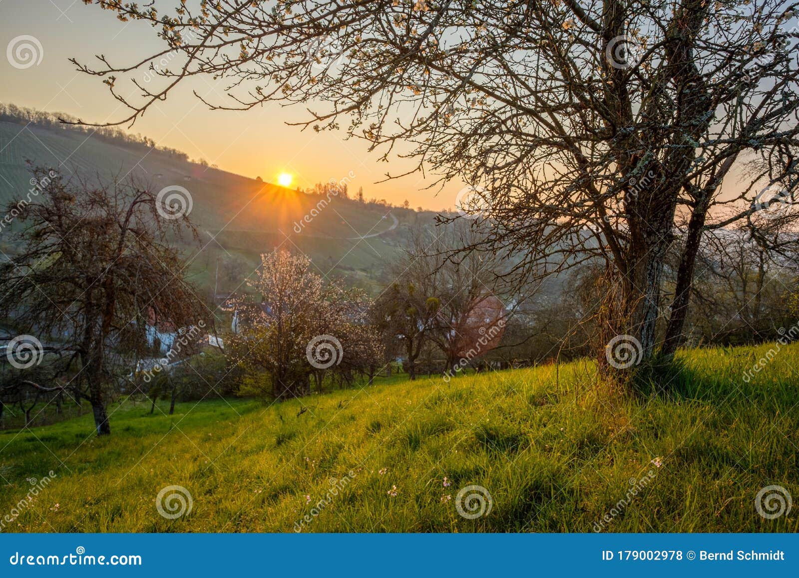 Landscape Apple Fruit Tree in Sunrise Stock Photo - Image of field ...