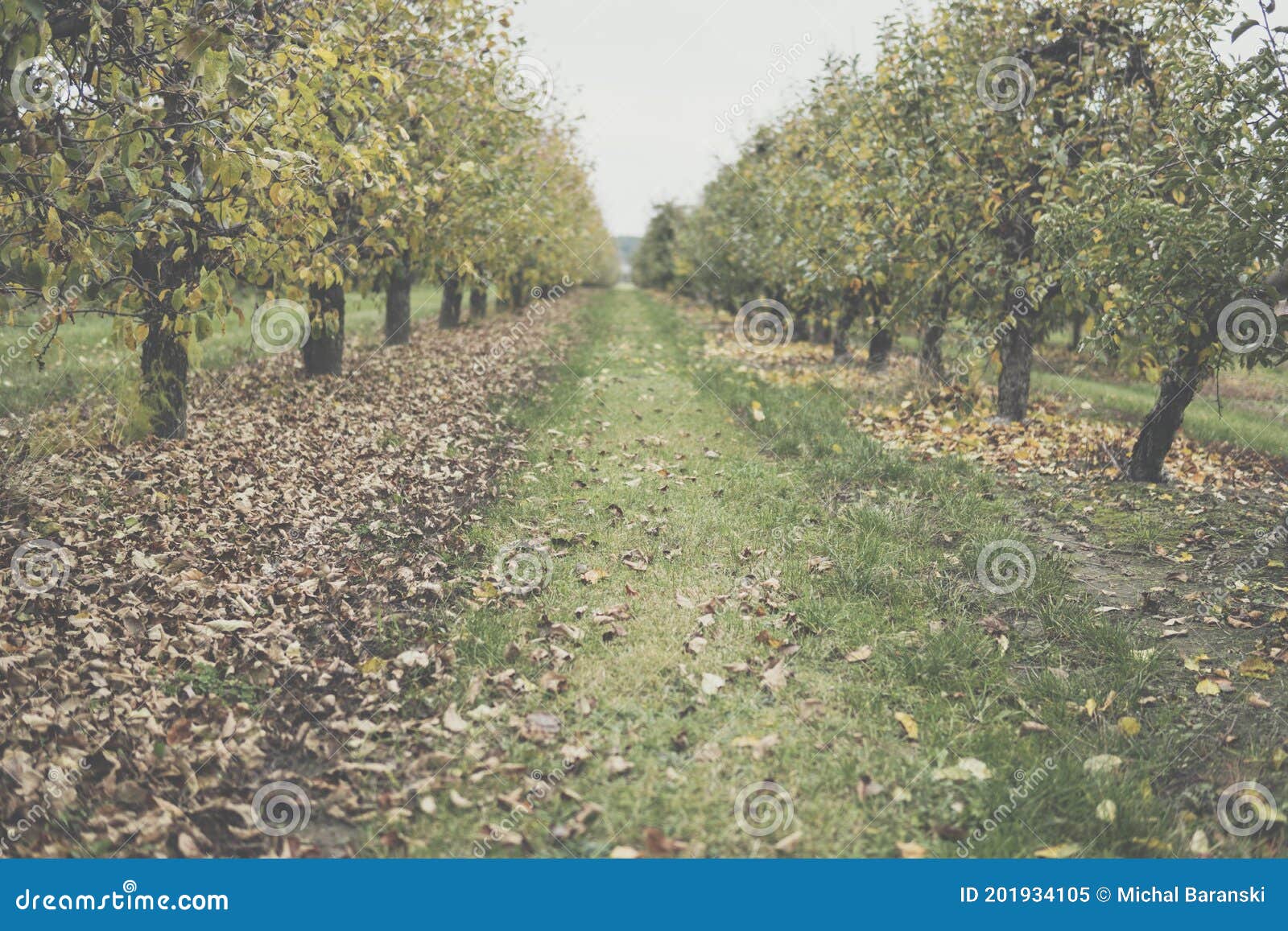 Landscape of an Apple Orchard during Fall Season Stock Image - Image of ...