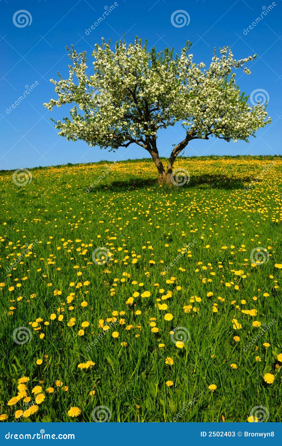 Landscape with apple tree stock image. Image of apple - 2502403