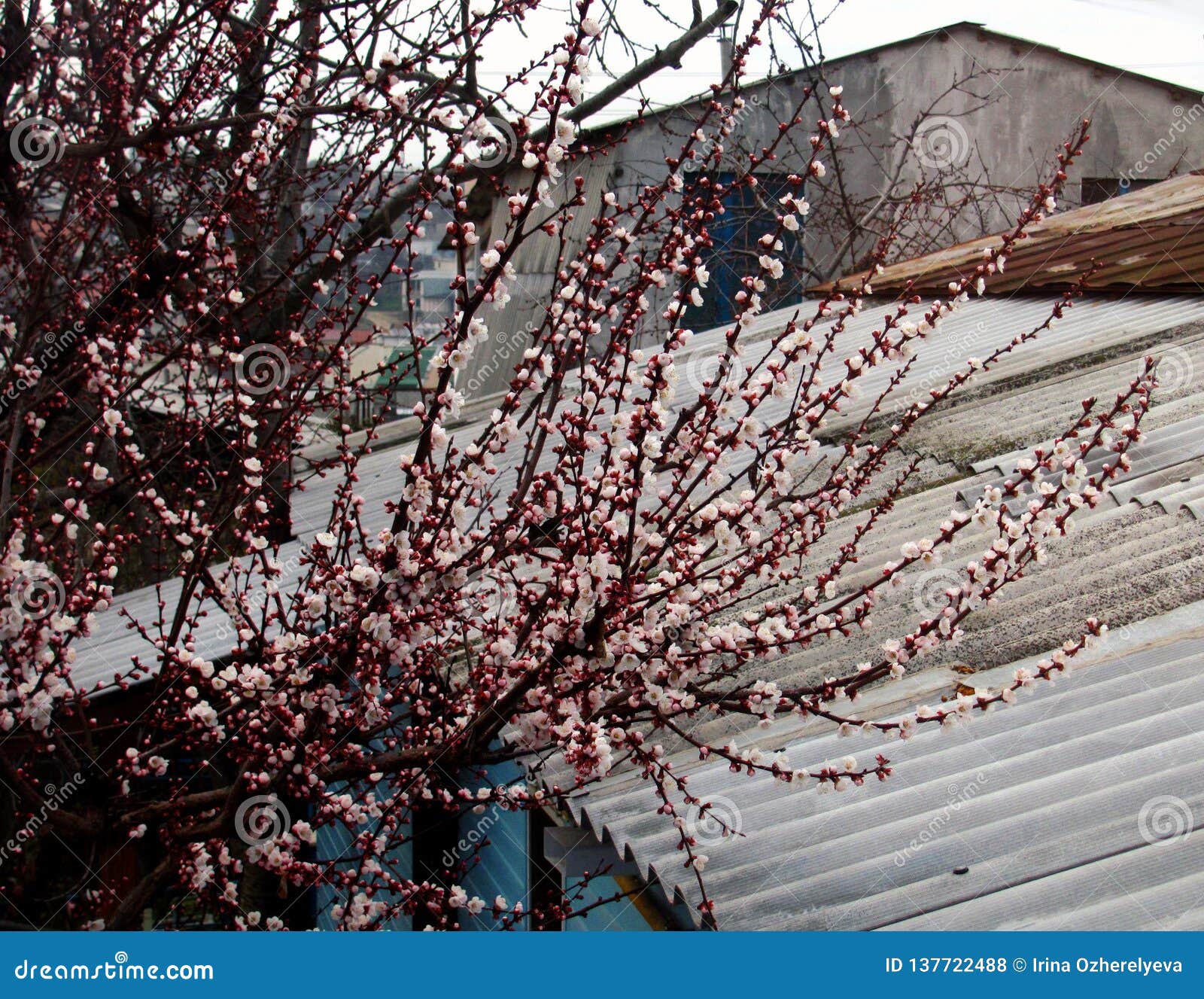 Landscape. Apricot Branches in Bloom Stock Photo - Image of roof ...