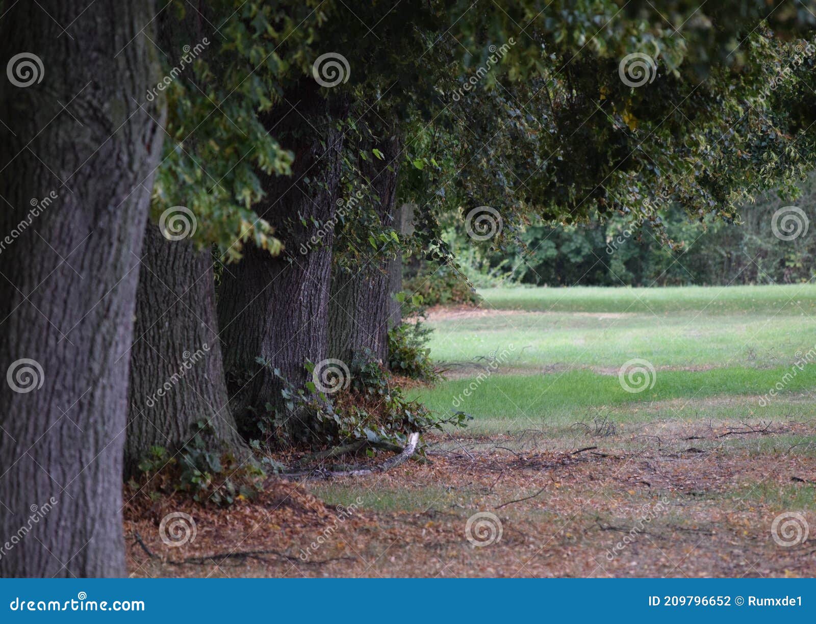 Danger from Falling Branches Stock Photo - Image of nature, fallen ...