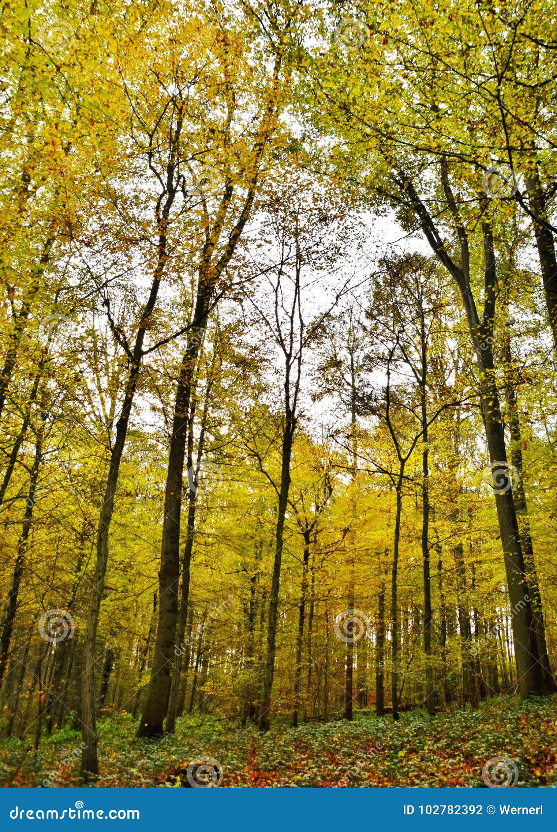 Autumn colored beech trees stock photo. Image of autumn - 102782392