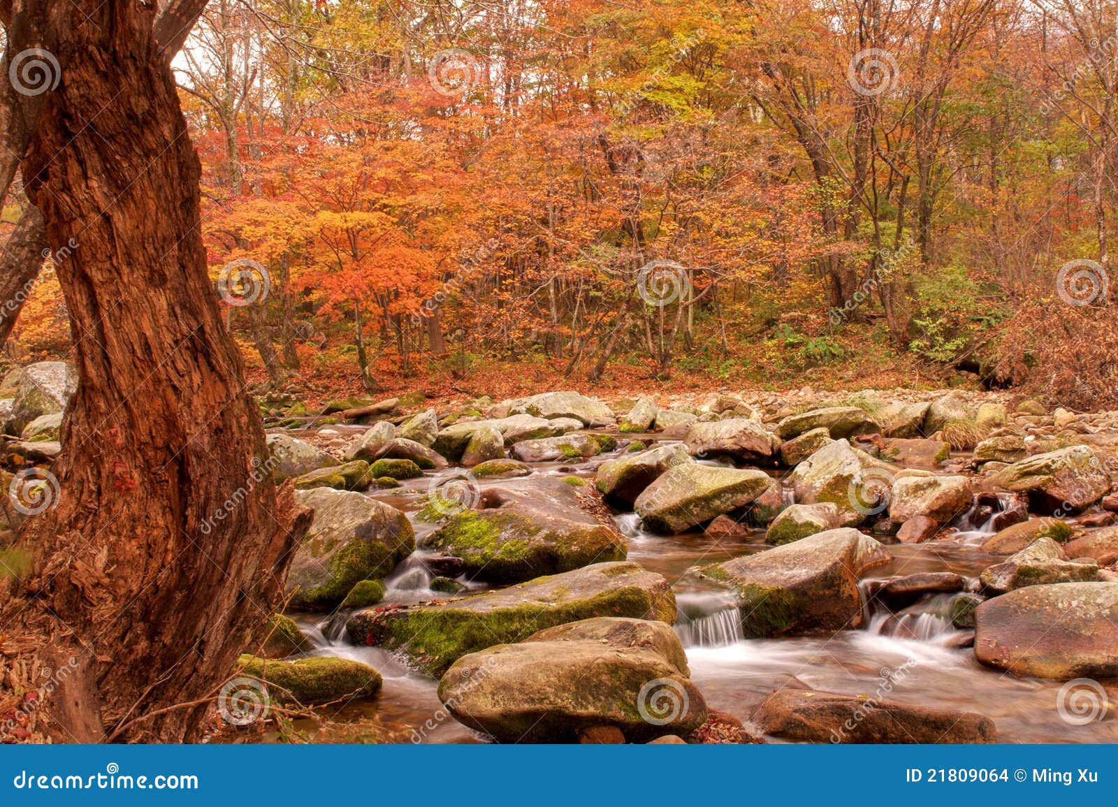Landscape of autumn maple stock photo. Image of branches - 21809064