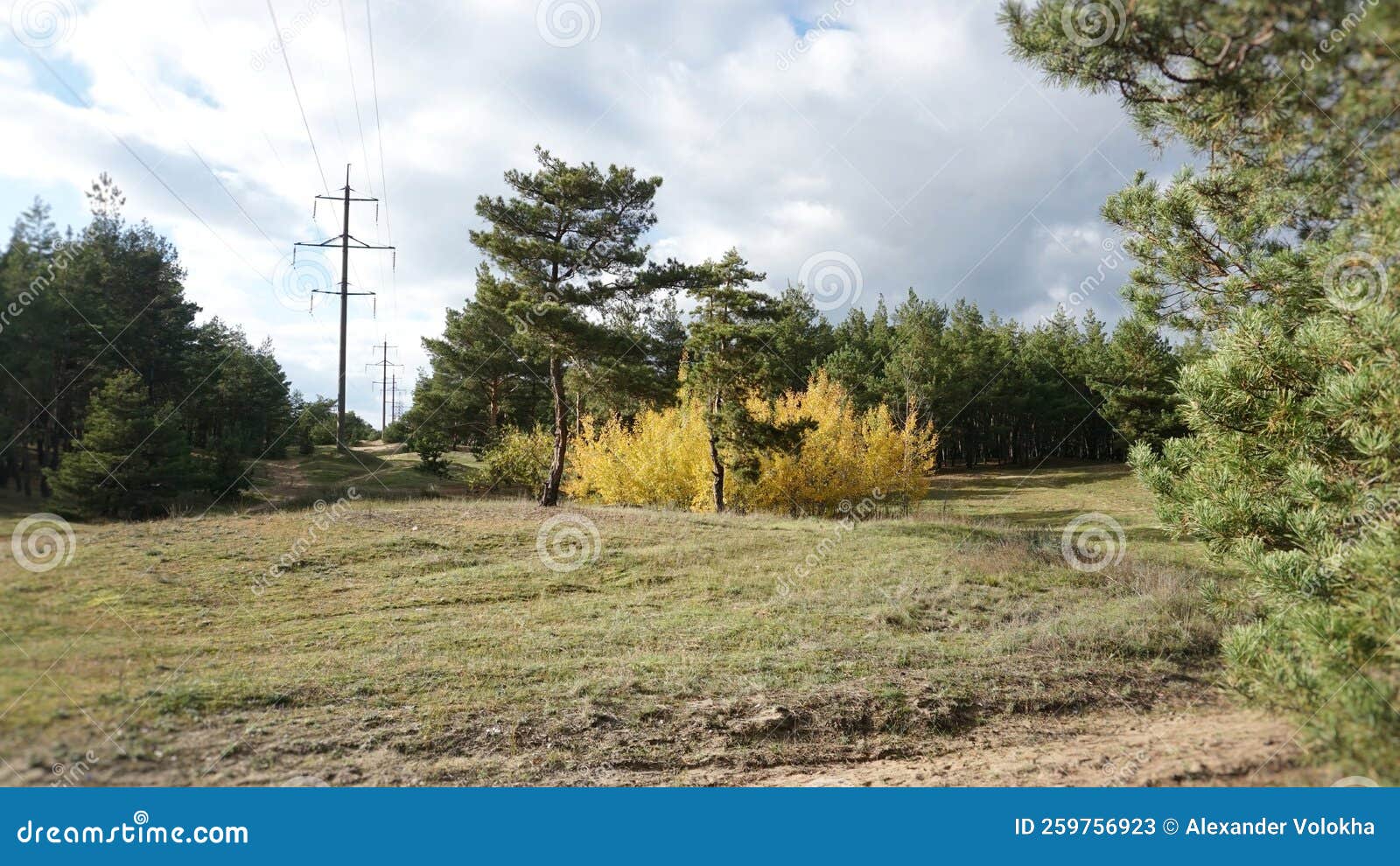 Landscape of Autumn Pine Forest Stock Image - Image of wilderness ...