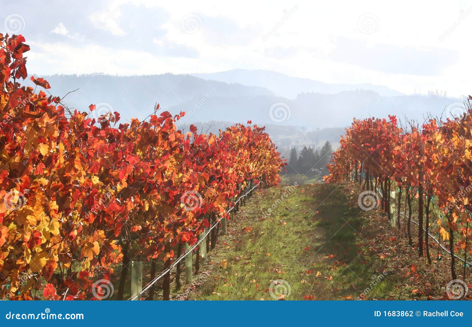 Landscape of Autumn Vineyard Stock Photo - Image of agriculture, fall ...