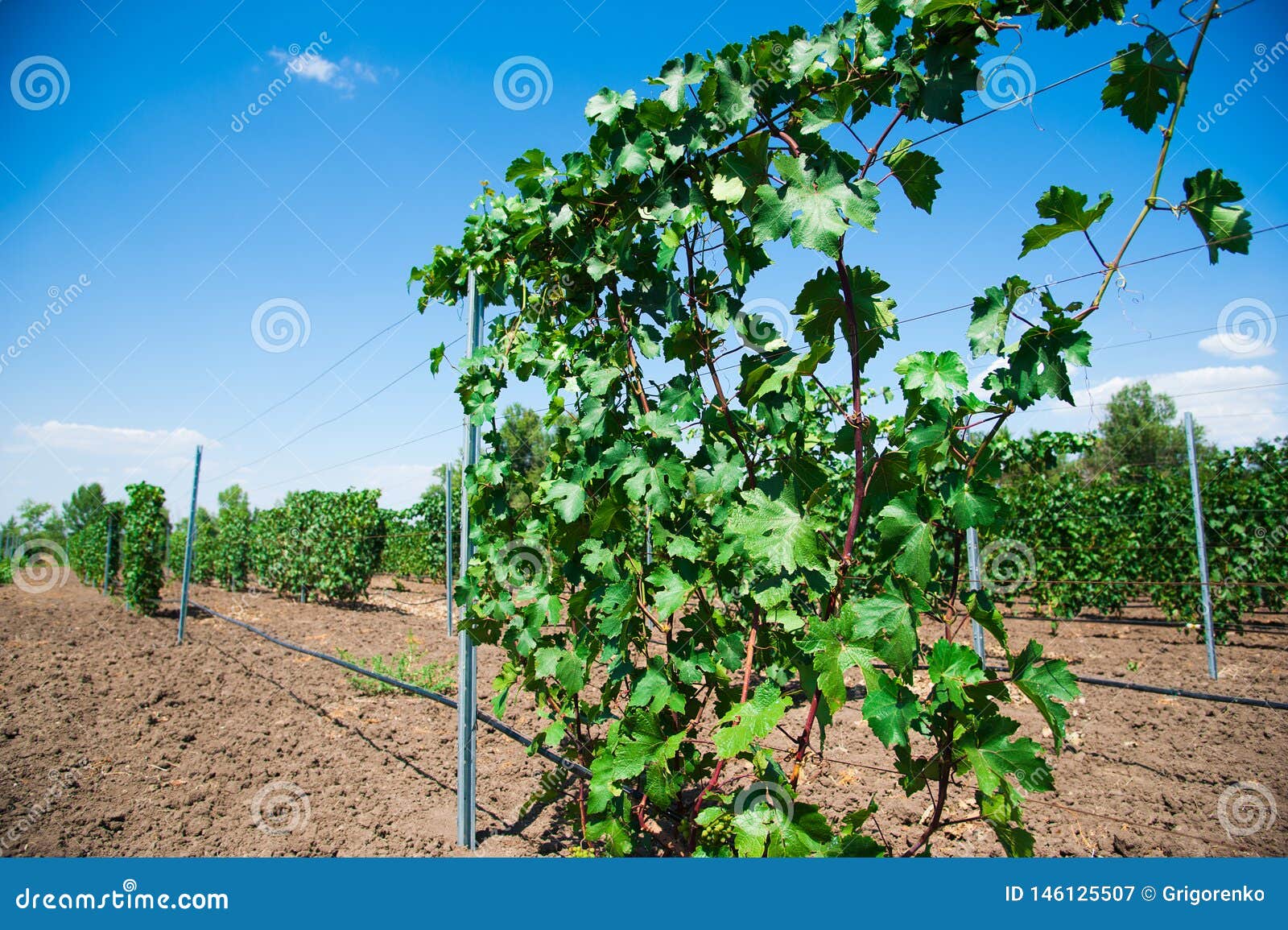 Landscape with Autumn Vineyards Stock Image - Image of landscape ...