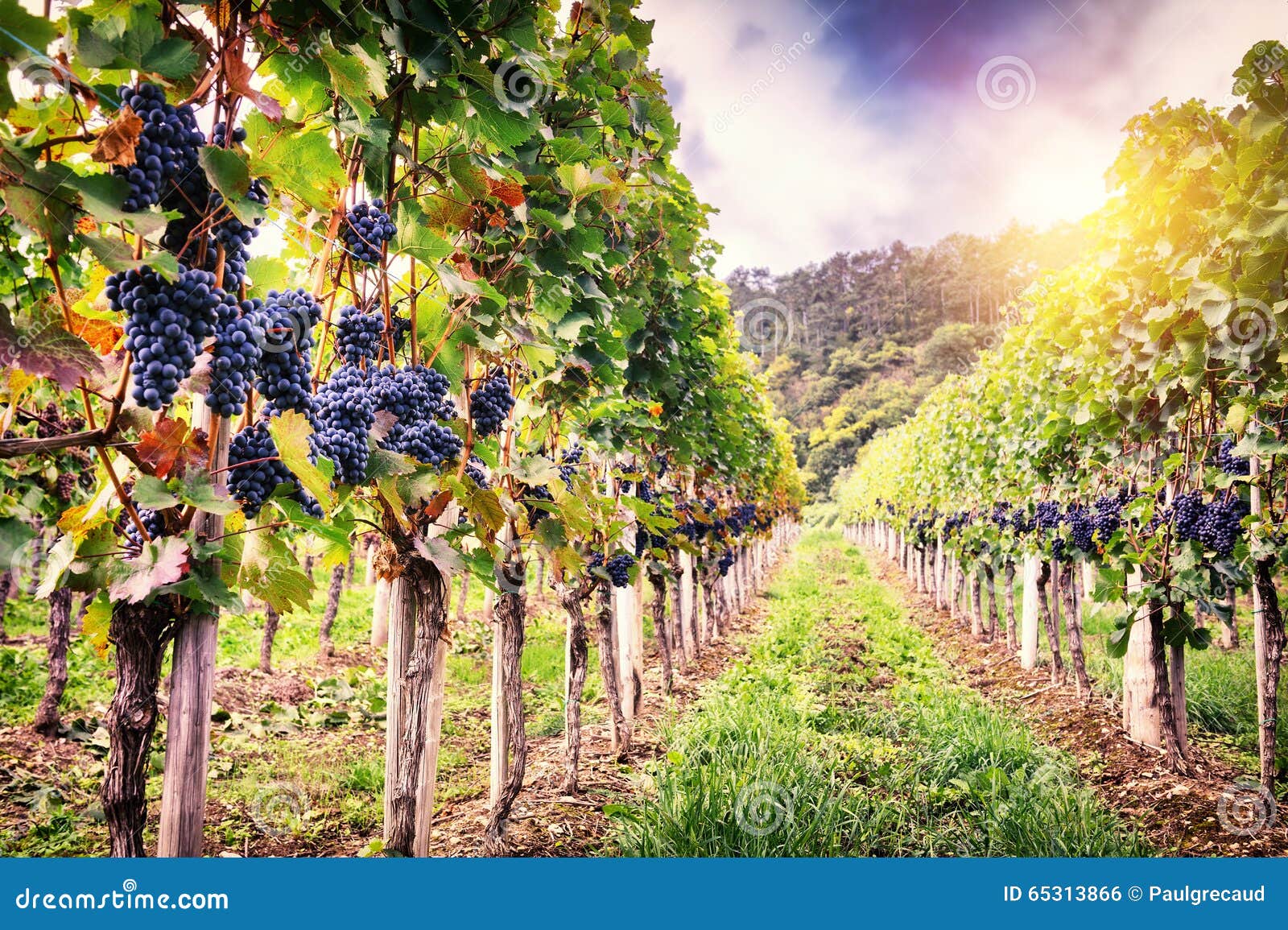 Landscape with Autumn Vineyards and Organic Grape Stock Photo - Image ...