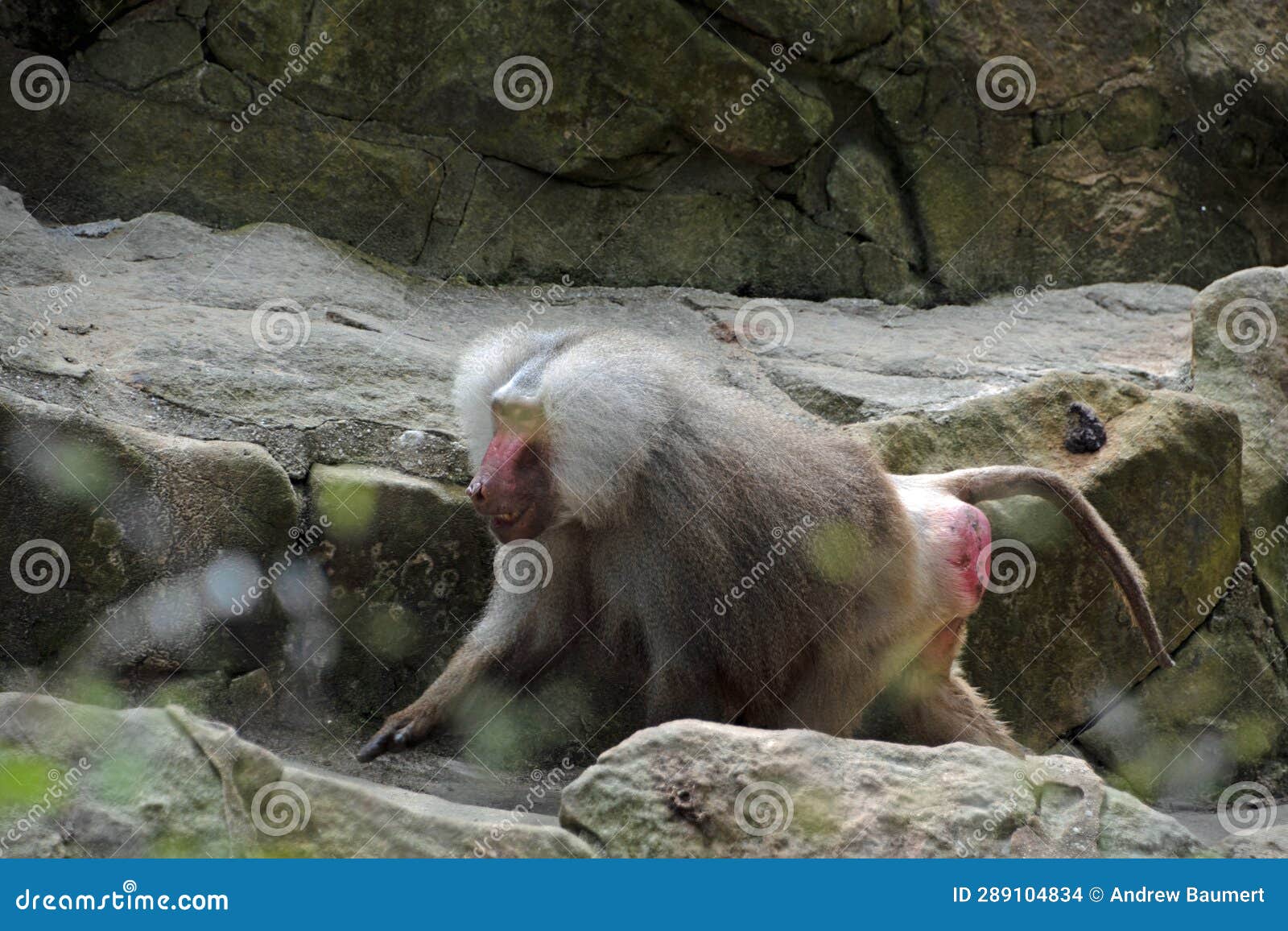 Landscape of Baboon Primate in Enclosure at Berlin Zoo in Mitte Berlin ...