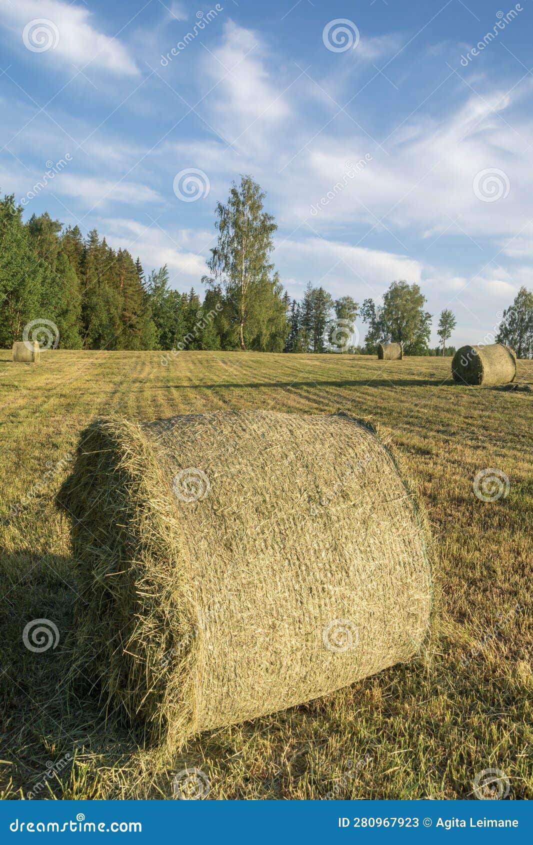 Landscape with a Baled Hay Roll in Summer . Stock Image - Image of bale ...