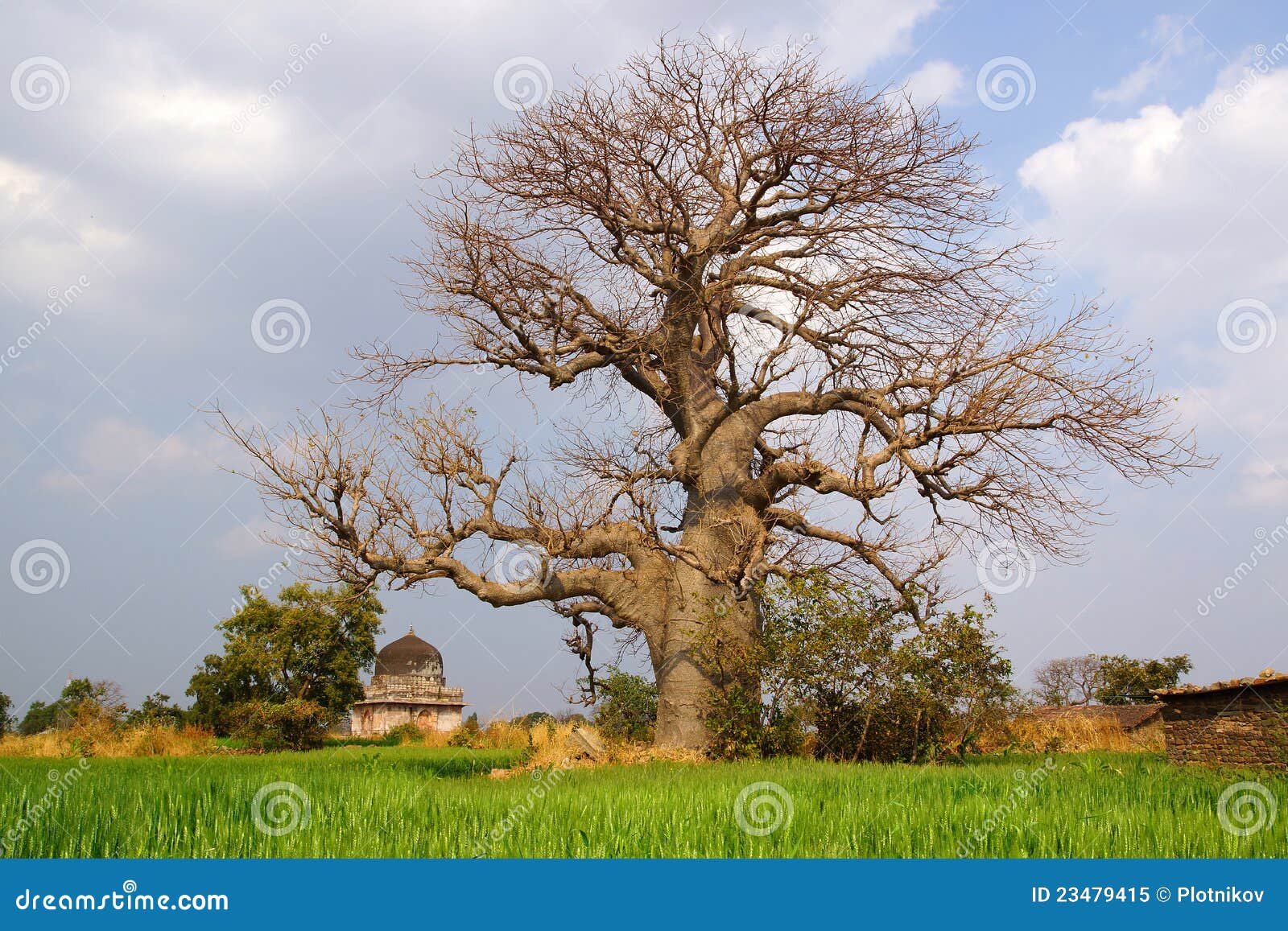 Landscape with Baobab. Mandu, India Stock Image - Image of baobab, farm ...