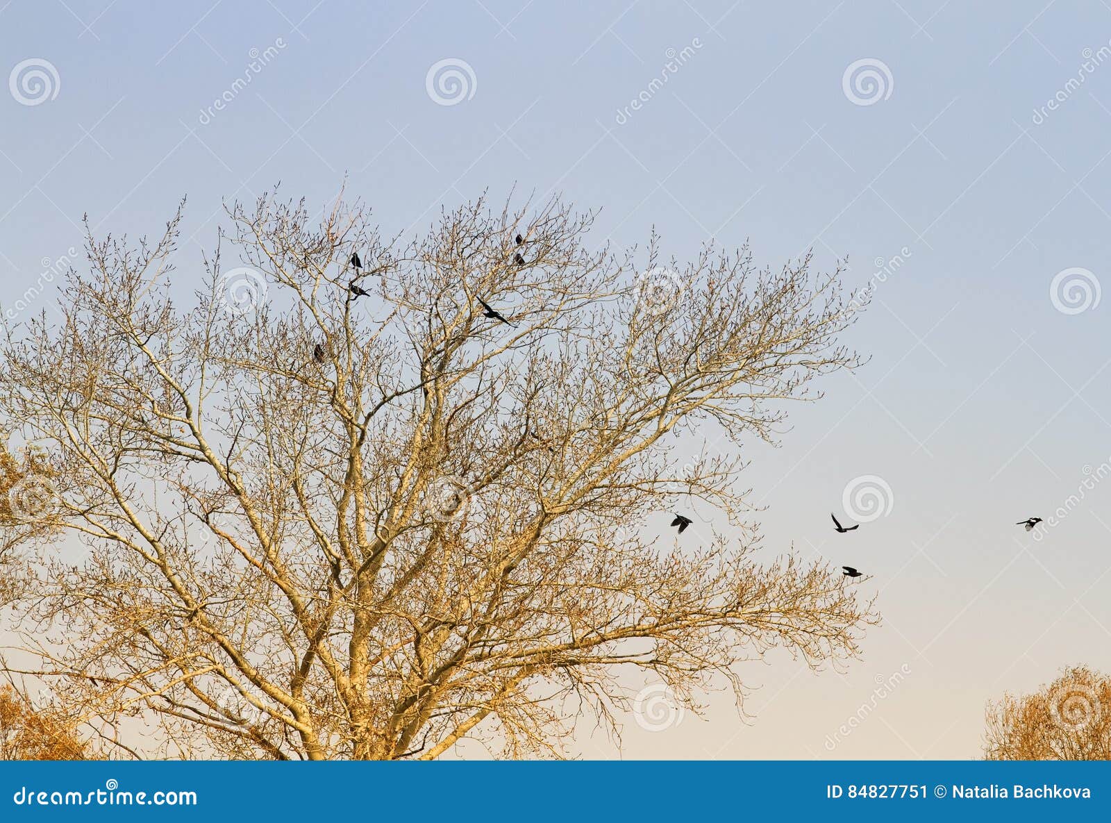 Landscape with a Bare Tree in Early Spring and the Birds are Rooks ...