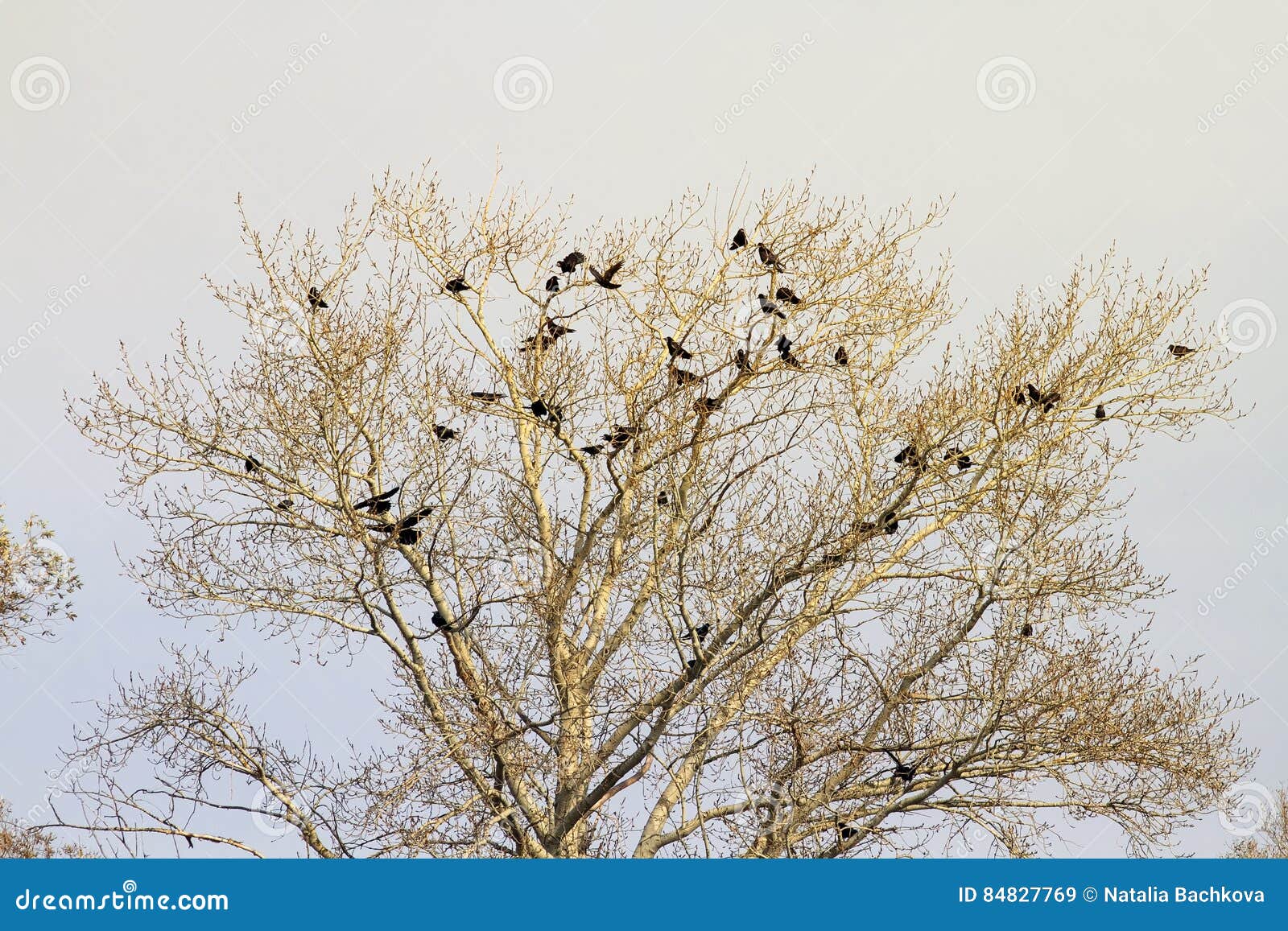 Landscape with a Bare Tree in Early Spring and the Birds are Rooks ...