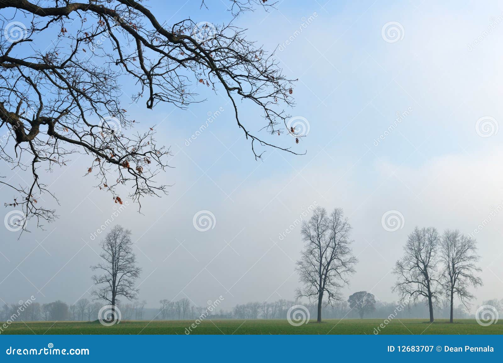 Landscape of Bare Trees stock image. Image of beauty - 12683707