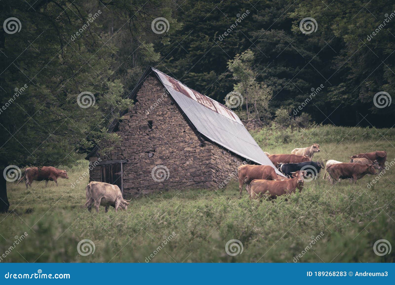 Landscape with a Barn and Cows Stock Image - Image of rural, couserans ...