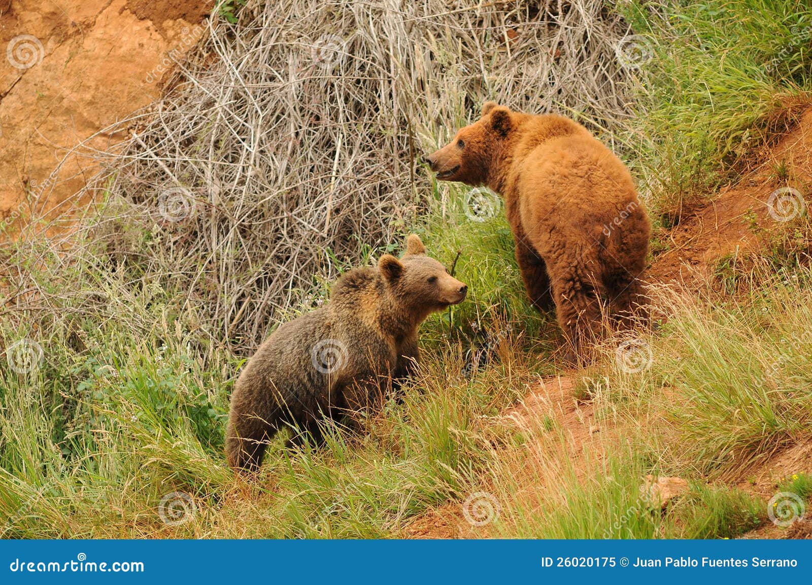 Landscape bears stock image. Image of natural, vertebrates - 26020175