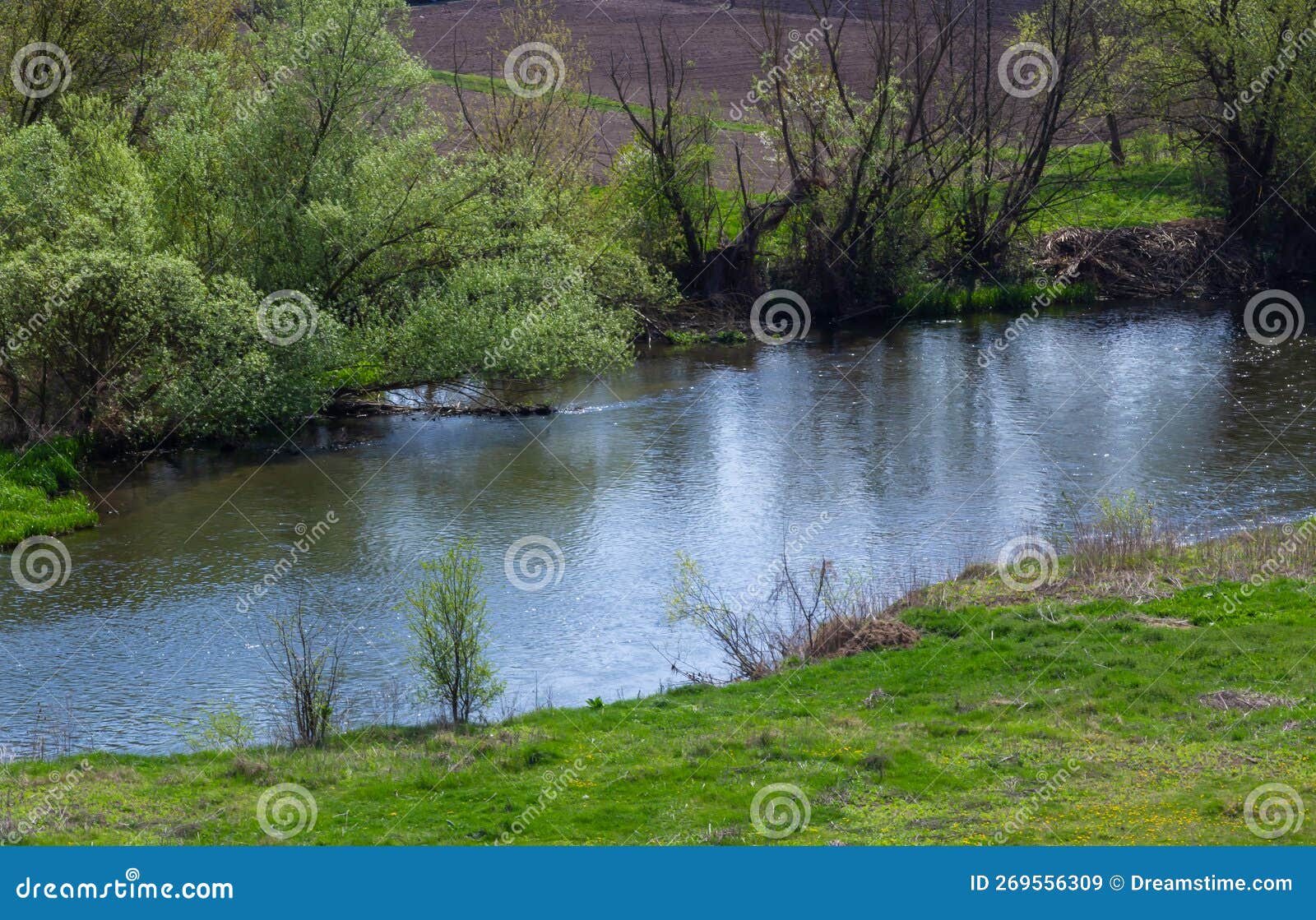 Landscape Beautiful Alluvial Forest at the River in Back Light in ...