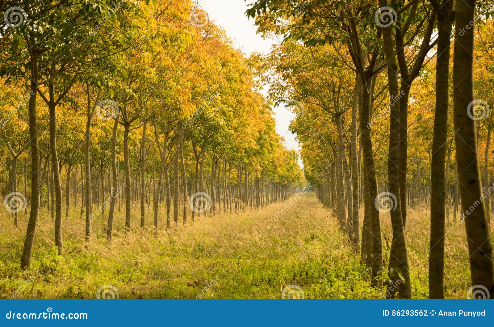 Landscape - Beautiful Long Perspective Rubber Trees Forest Stock Photo ...