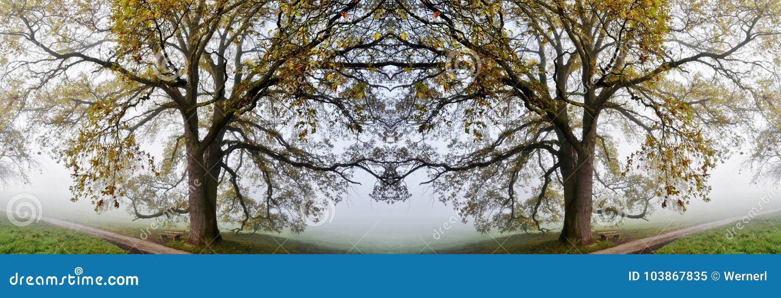 Old Oak Tree collage stock image. Image of relax, leaves - 103867835