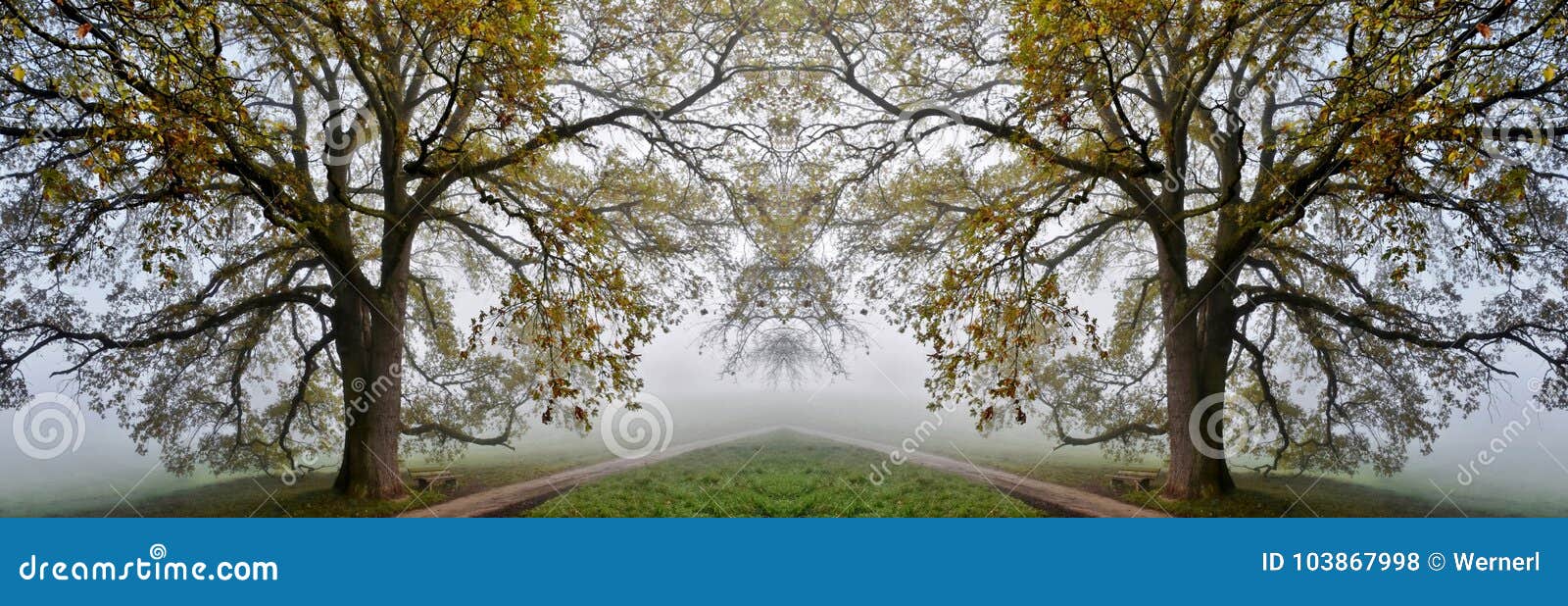 Old Oak Tree collage stock photo. Image of collage, landscape - 103867998