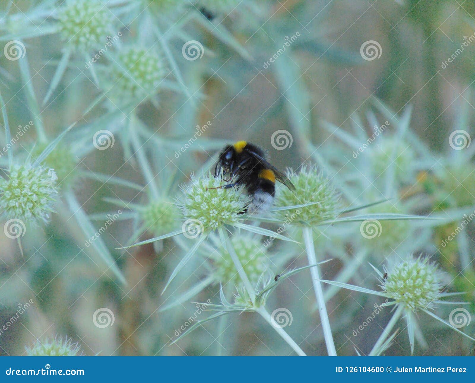 Landscape of a Bee in a Forest. Stock Photo - Image of majestic, macro ...