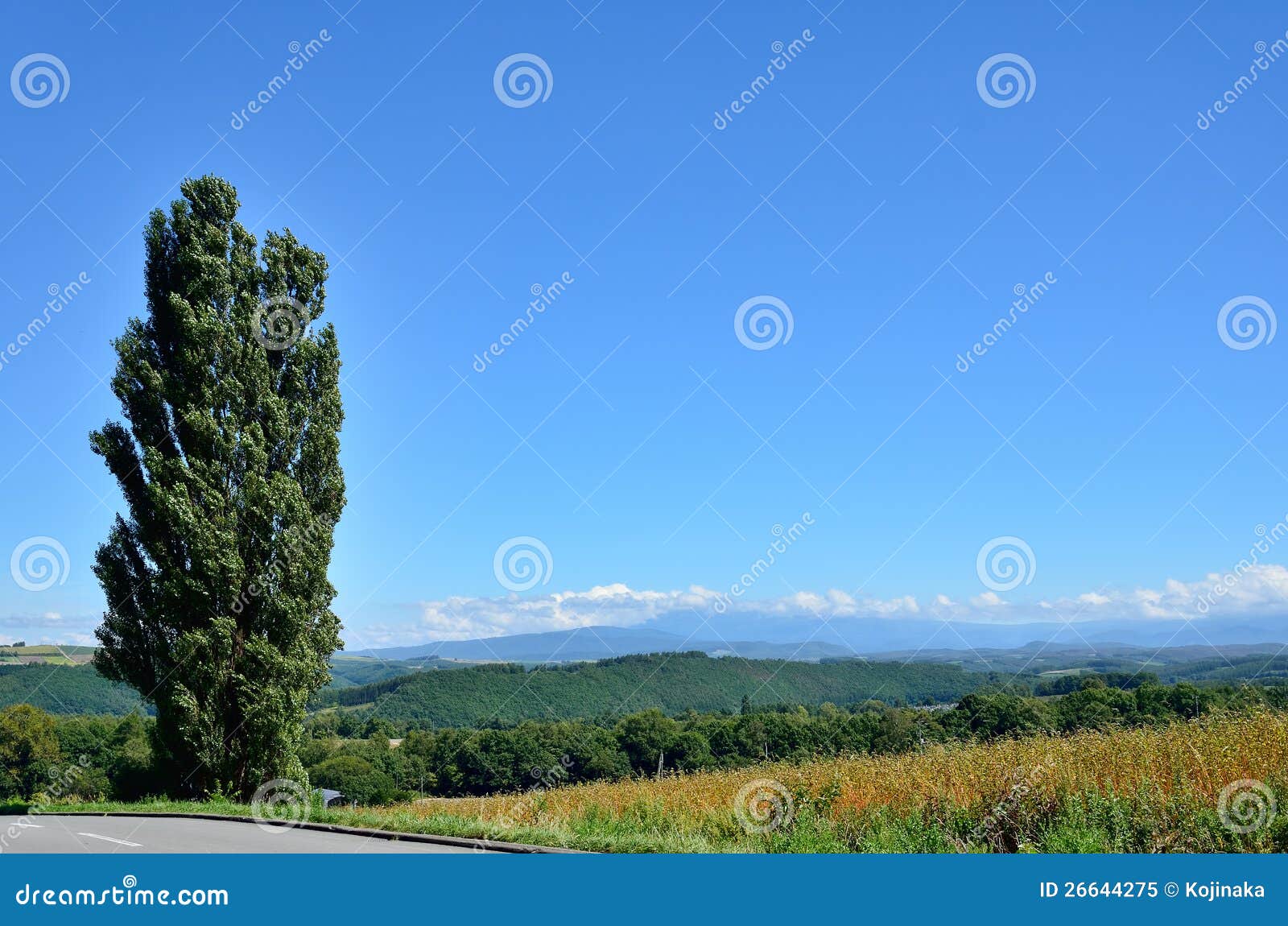 Landscape of Biei, Hokkaido. (Poplar Tree) Stock Image - Image of huge ...