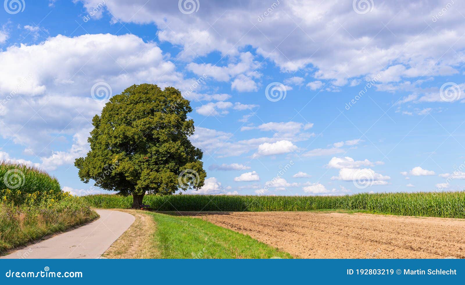 Landscape with a Big Limewood Tree Stock Image - Image of single ...