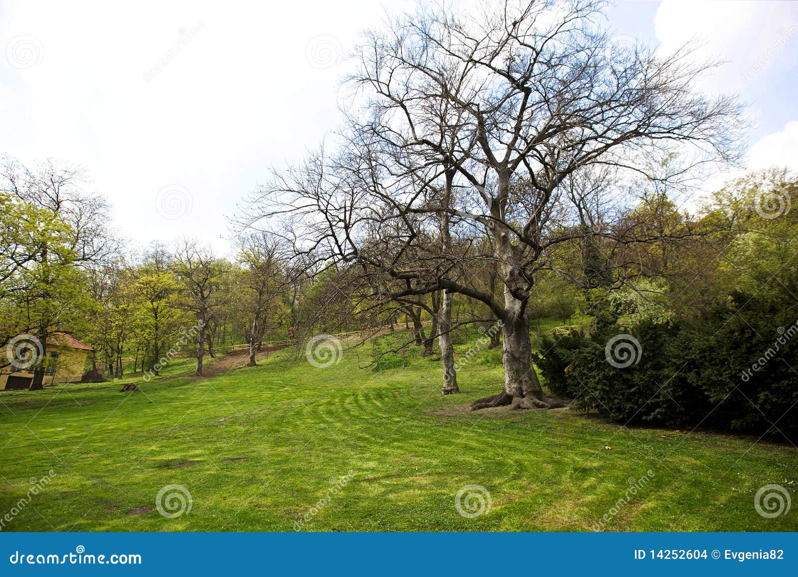 Landscape with a big tree stock photo. Image of landscape - 14252604