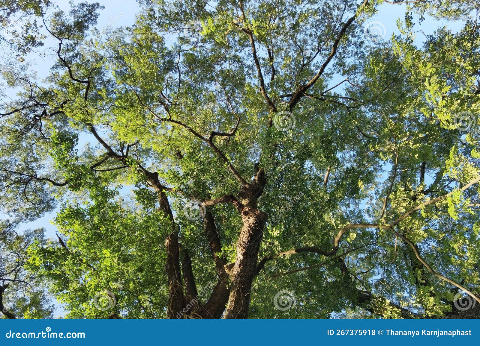 Landscape the big tree stock photo. Image of abstract - 267375918