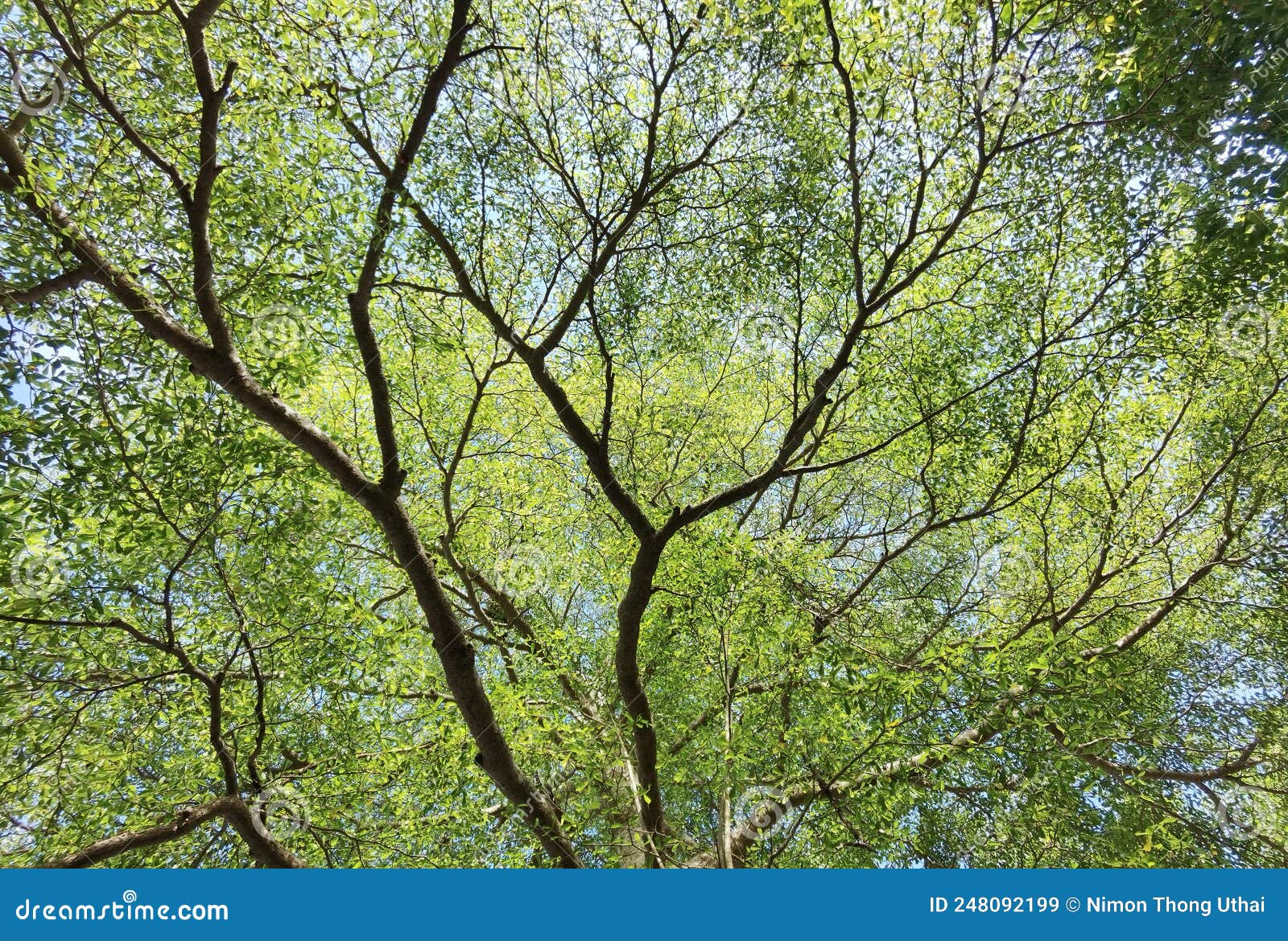 Landscape the big tree stock image. Image of leaf, forest - 248092199
