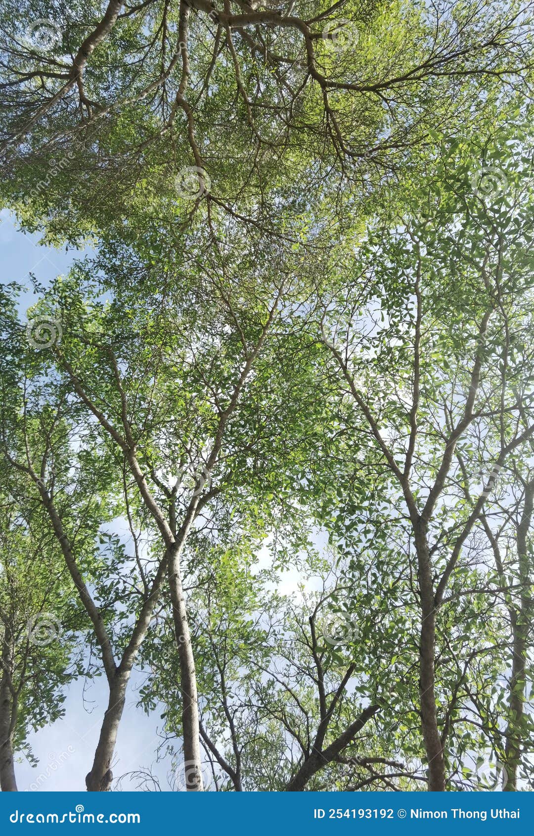 Landscape the Big Tree with Blue Sky Stock Photo - Image of sunlight ...