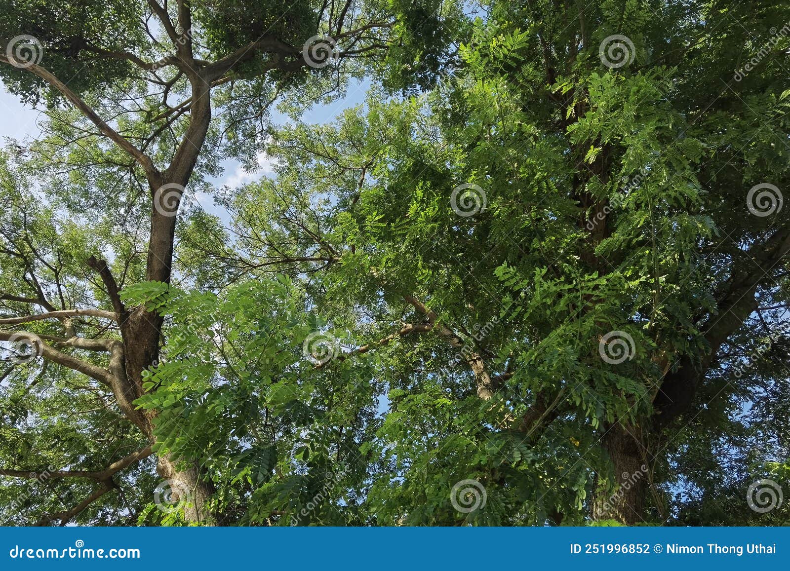 Landscape the big tree stock photo. Image of ecology - 251996852