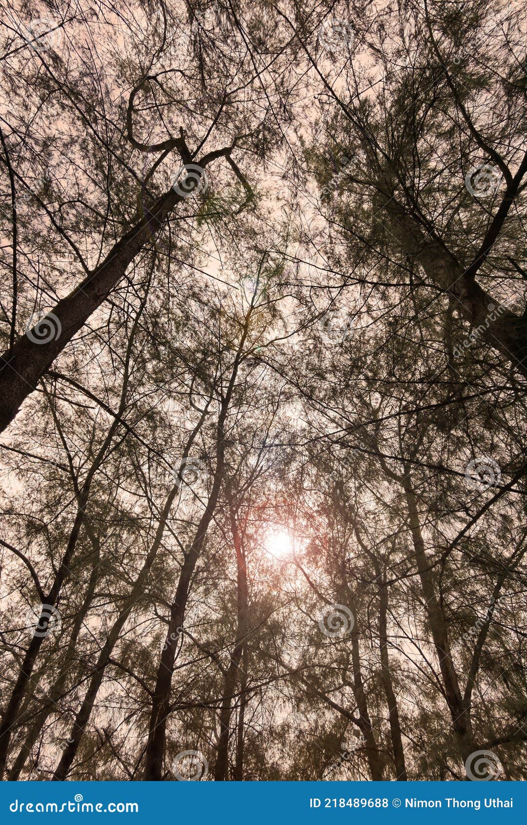 Landscape the big tree stock photo. Image of branch - 218489688