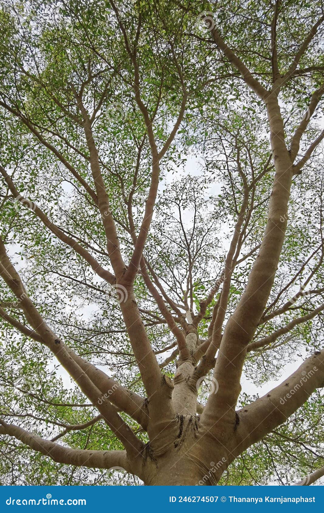 Landscape the big tree stock image. Image of abstract - 246274507